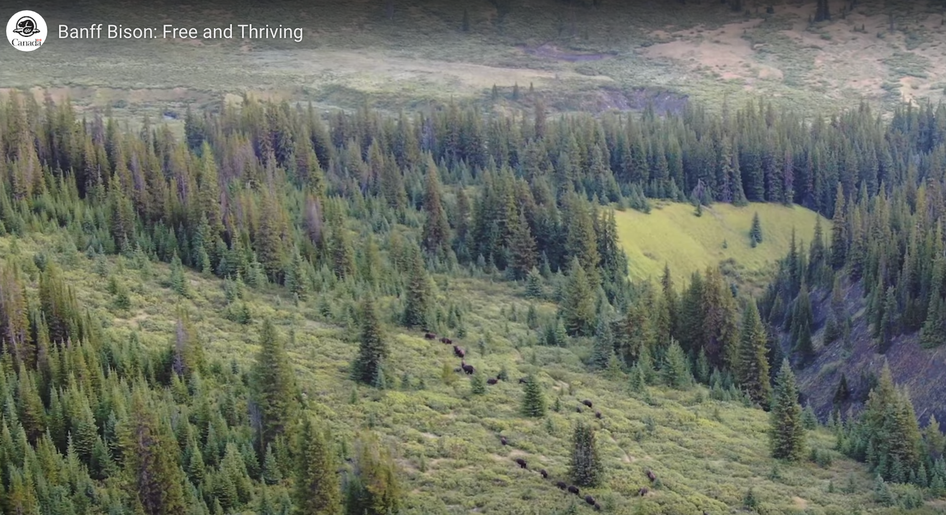 Banff Bison Update | Canadian National Park Warden Alumni