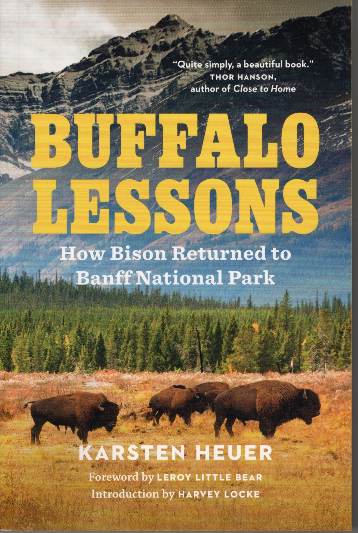 BUFFALO LESSONS How Bison Returned to Banff National Park | Canadian ...